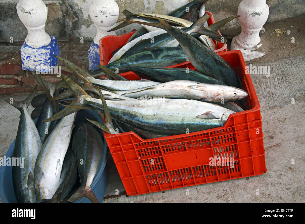 Pacific blue fin tuna hi-res stock photography and images - Alamy