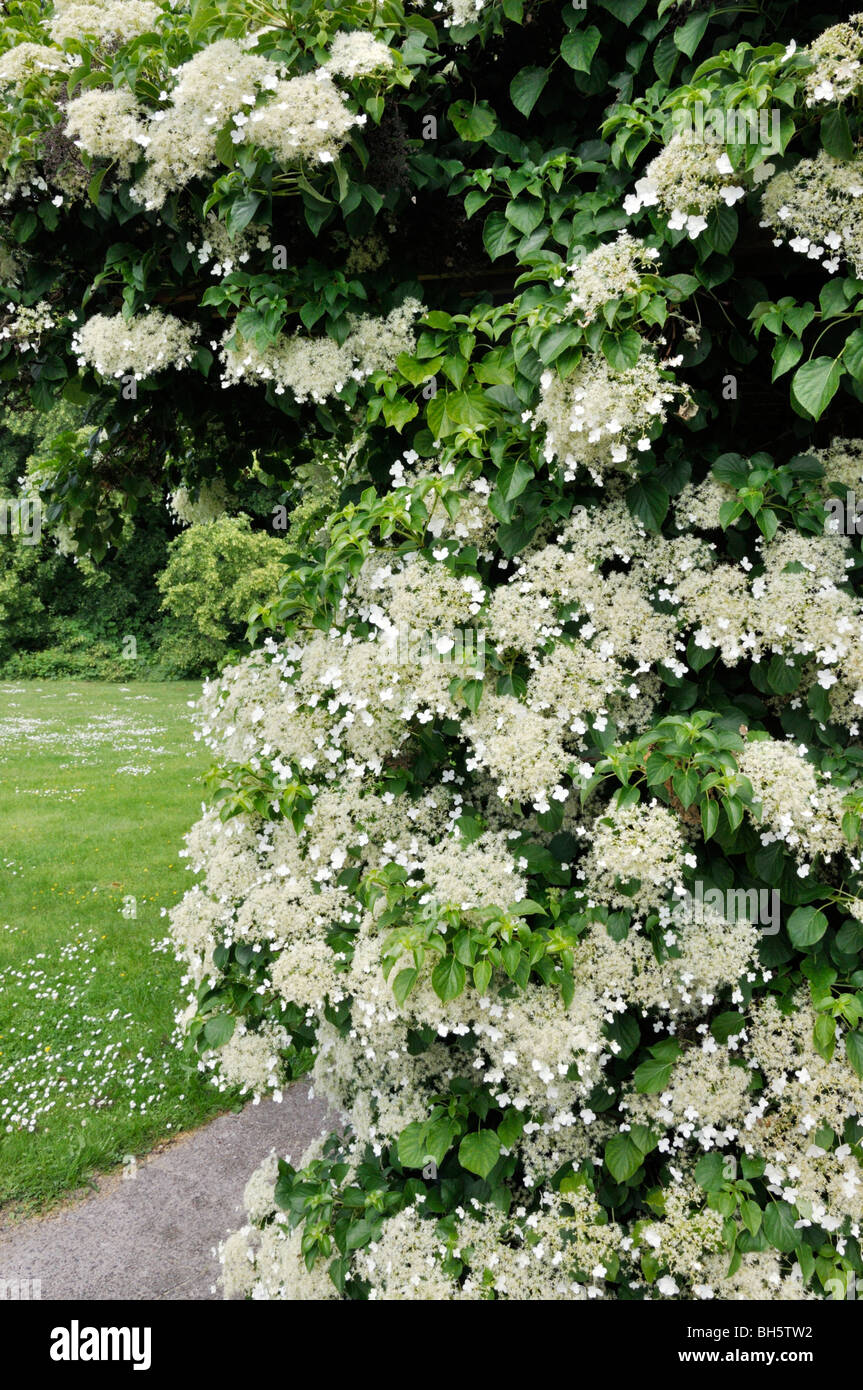 Hydrangea anomala subsp petiolaris hi-res stock photography and images ...