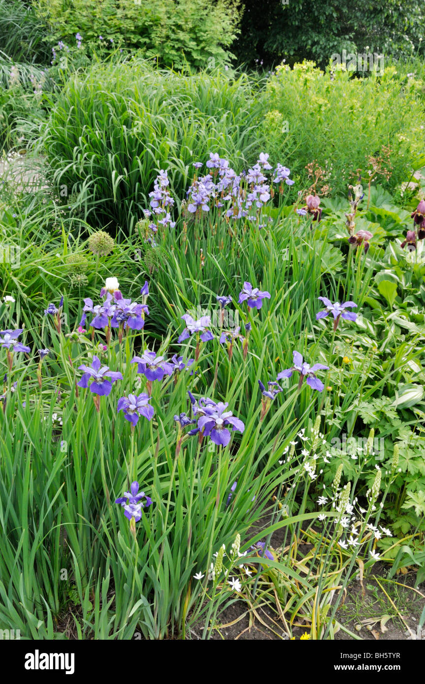 Siberian iris (Iris sibirica Stock Photo - Alamy