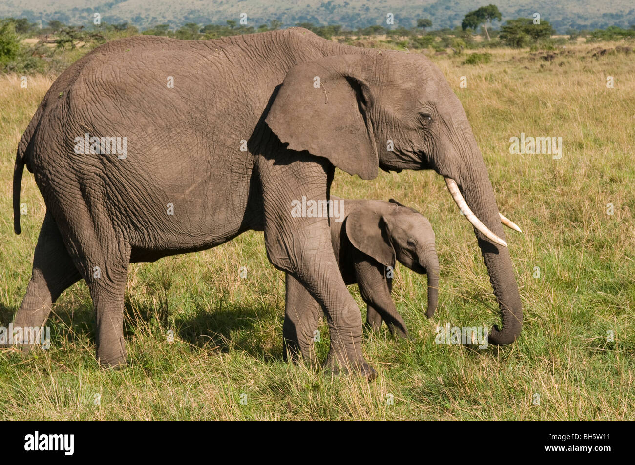 Elephant And Its Cub High Resolution Stock Photography and Images - Alamy