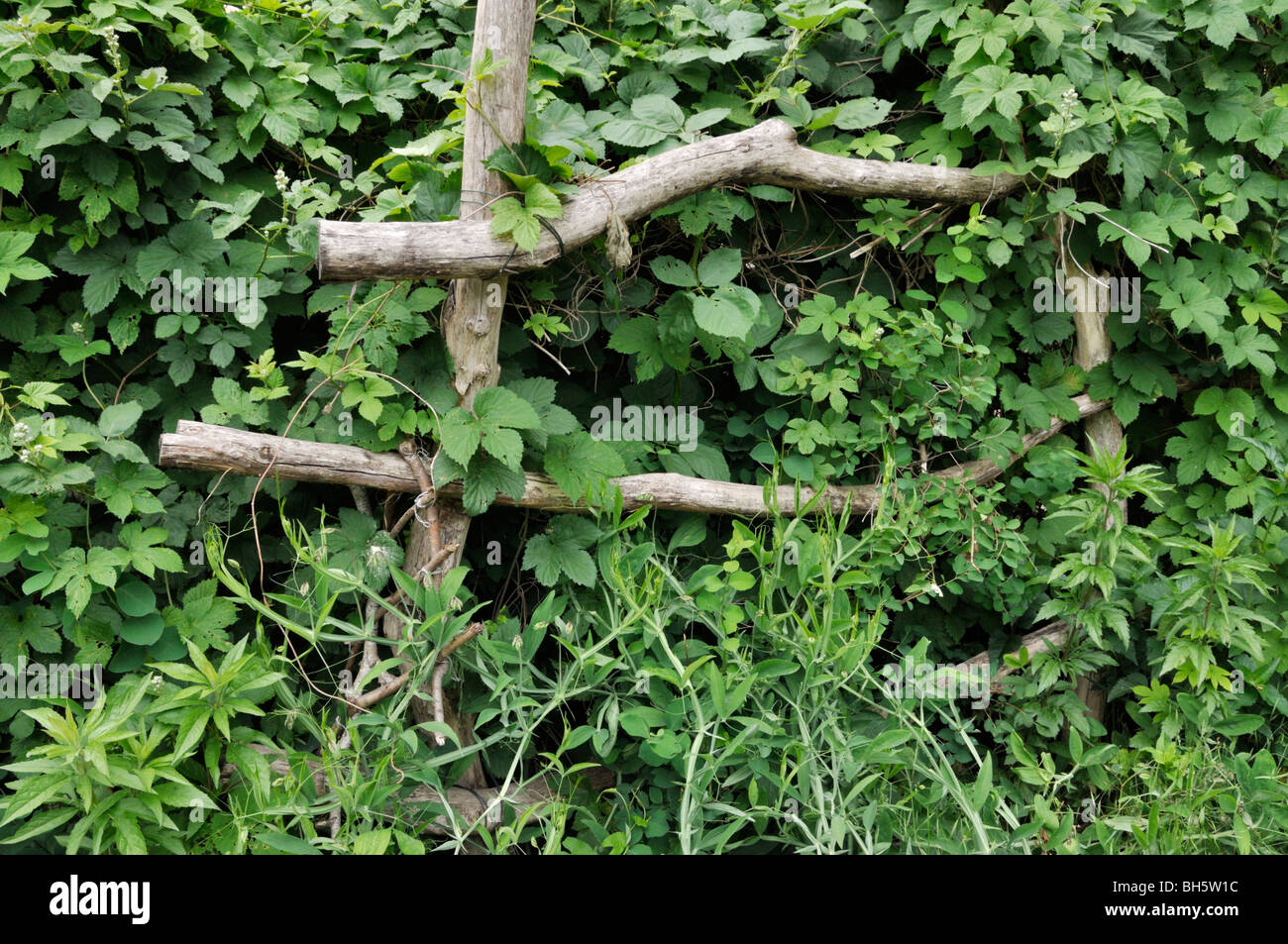 Trellis made of strong branches Stock Photo - Alamy