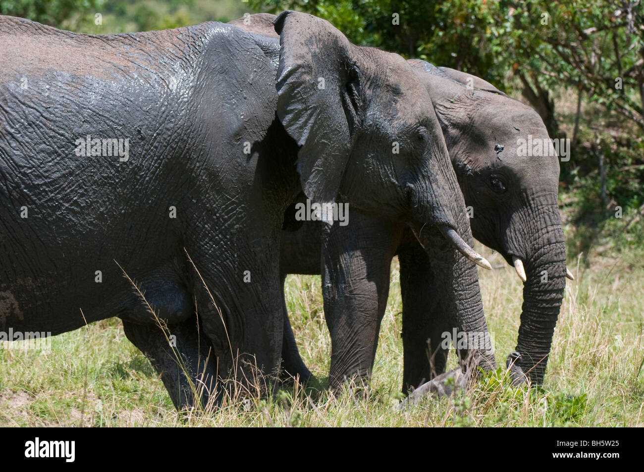 African Elephants (Loxodonta africana), Masai Mara National Reserve ...