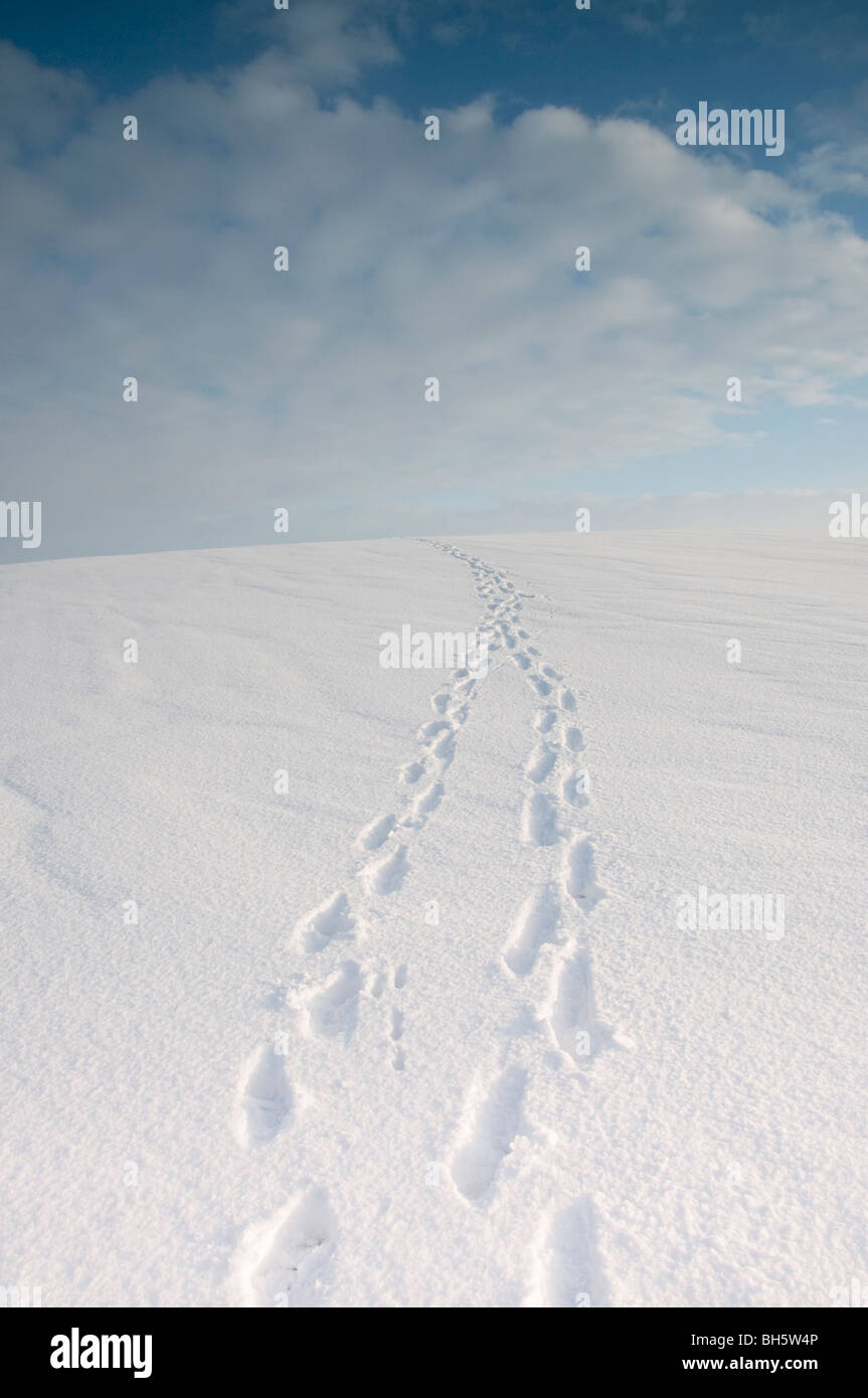 Footprints through deep snow on a bright winter's morning Stock Photo ...