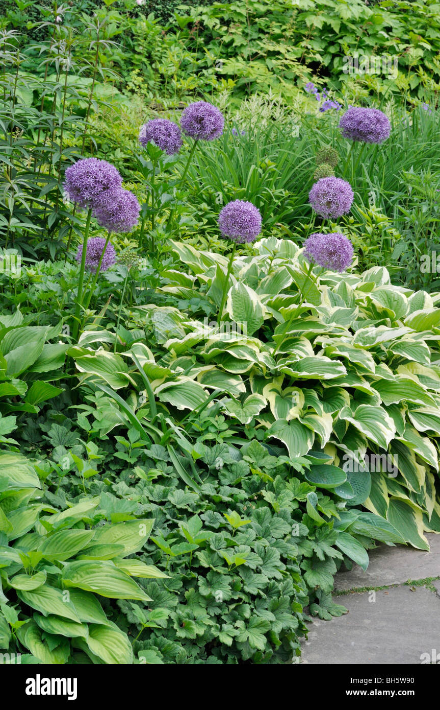 Giant allium (Allium Globemaster) and plantain lily (Hosta Stock Photo ...