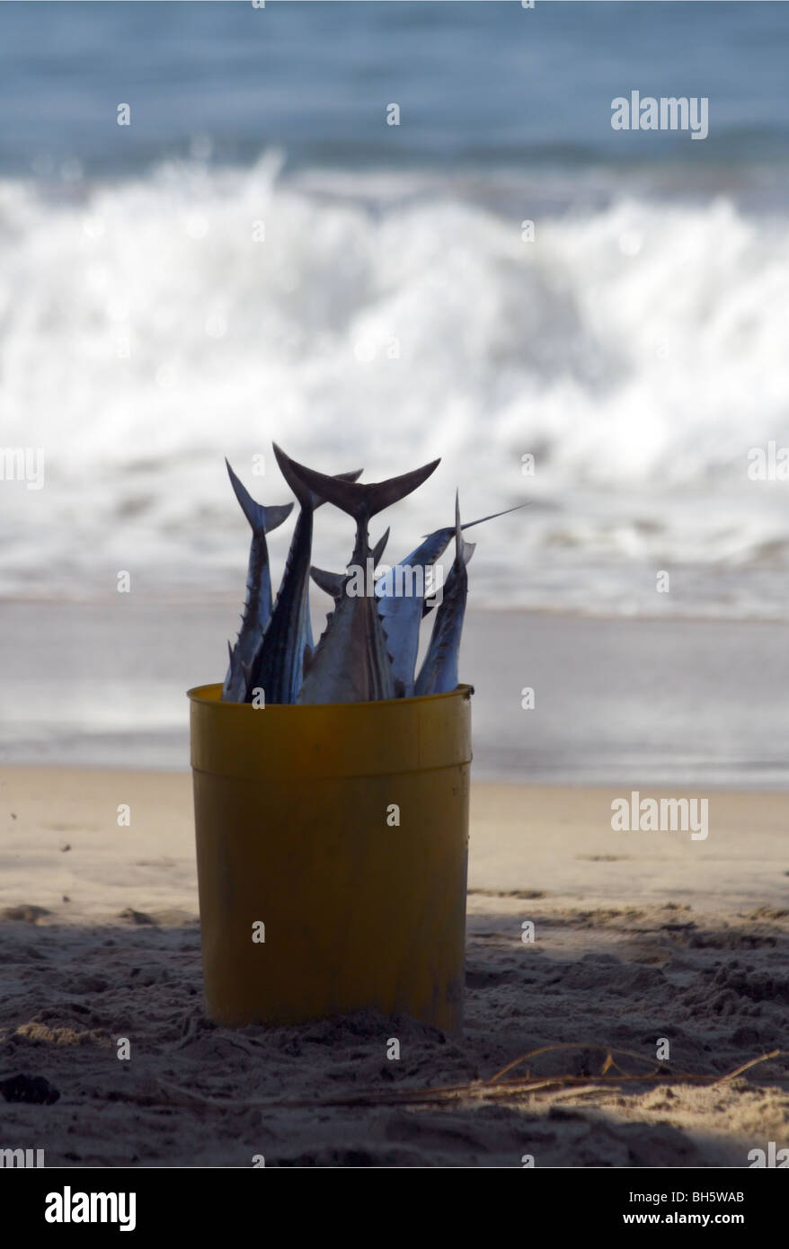 Pacific blue fin tuna hi-res stock photography and images - Alamy