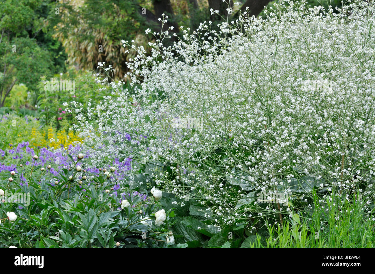 Crambe cordifolia hi-res stock photography and images - Alamy