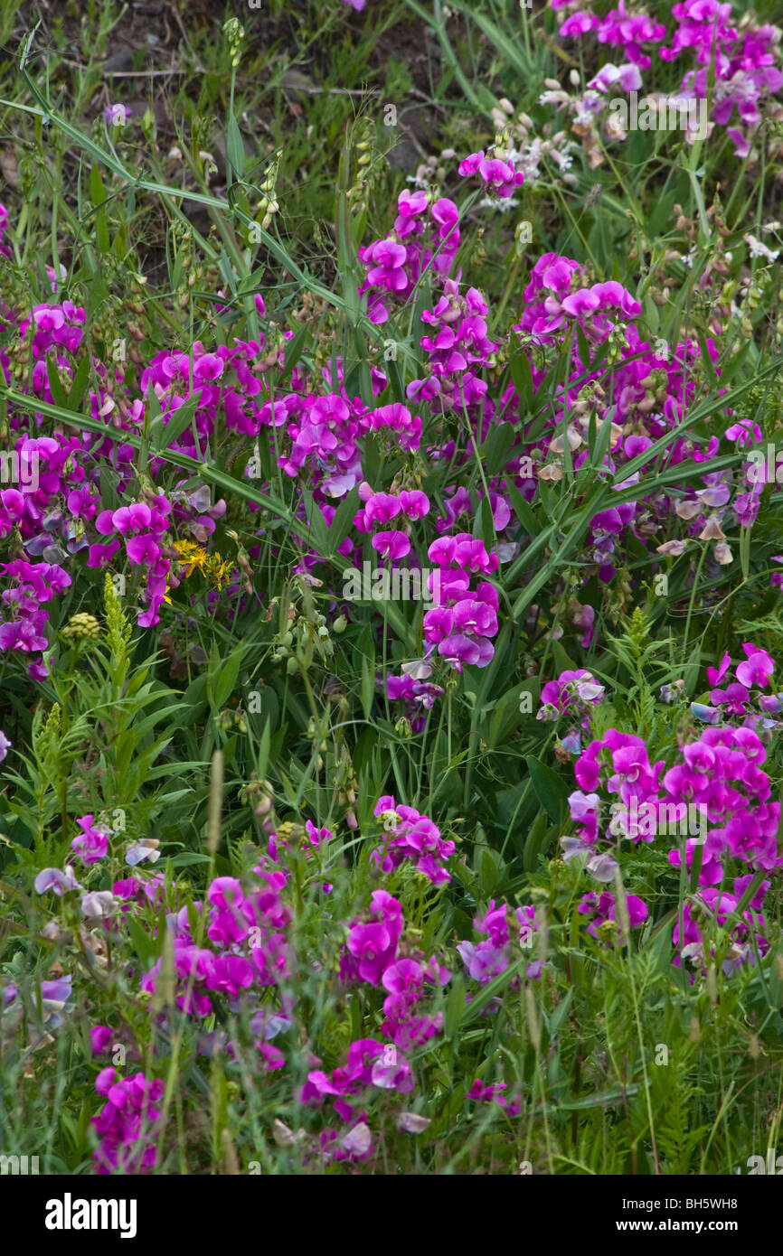 Lathyrus odoratus purple Sweet Peas Sweetpea wild flowers in full bloom ...