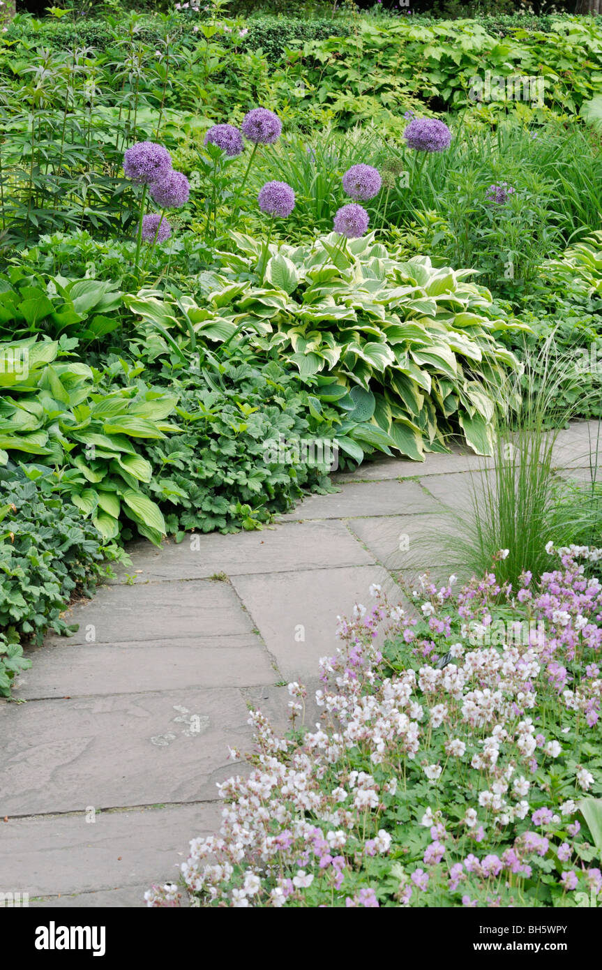 Giant allium (Allium Globemaster) and plantain lily (Hosta Stock Photo ...