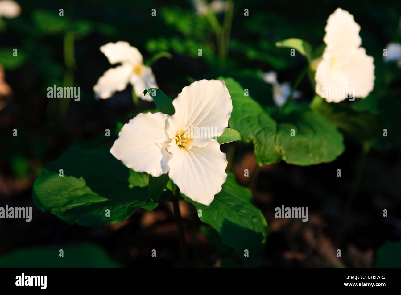 Close up of blossoming white forest flowers in the spring on Mount ...