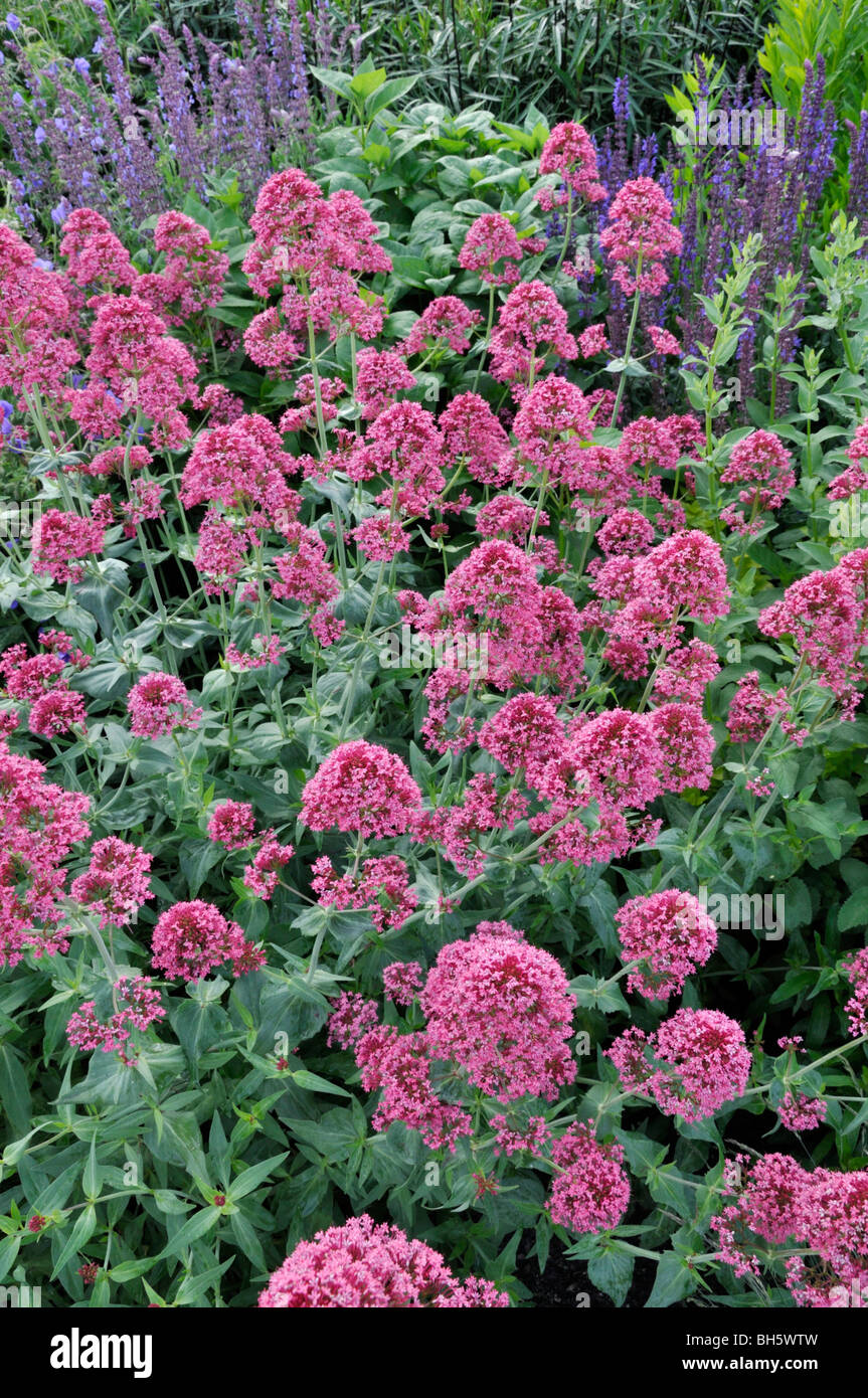 Red valerian (Centranthus ruber 'Coccineus' Stock Photo - Alamy