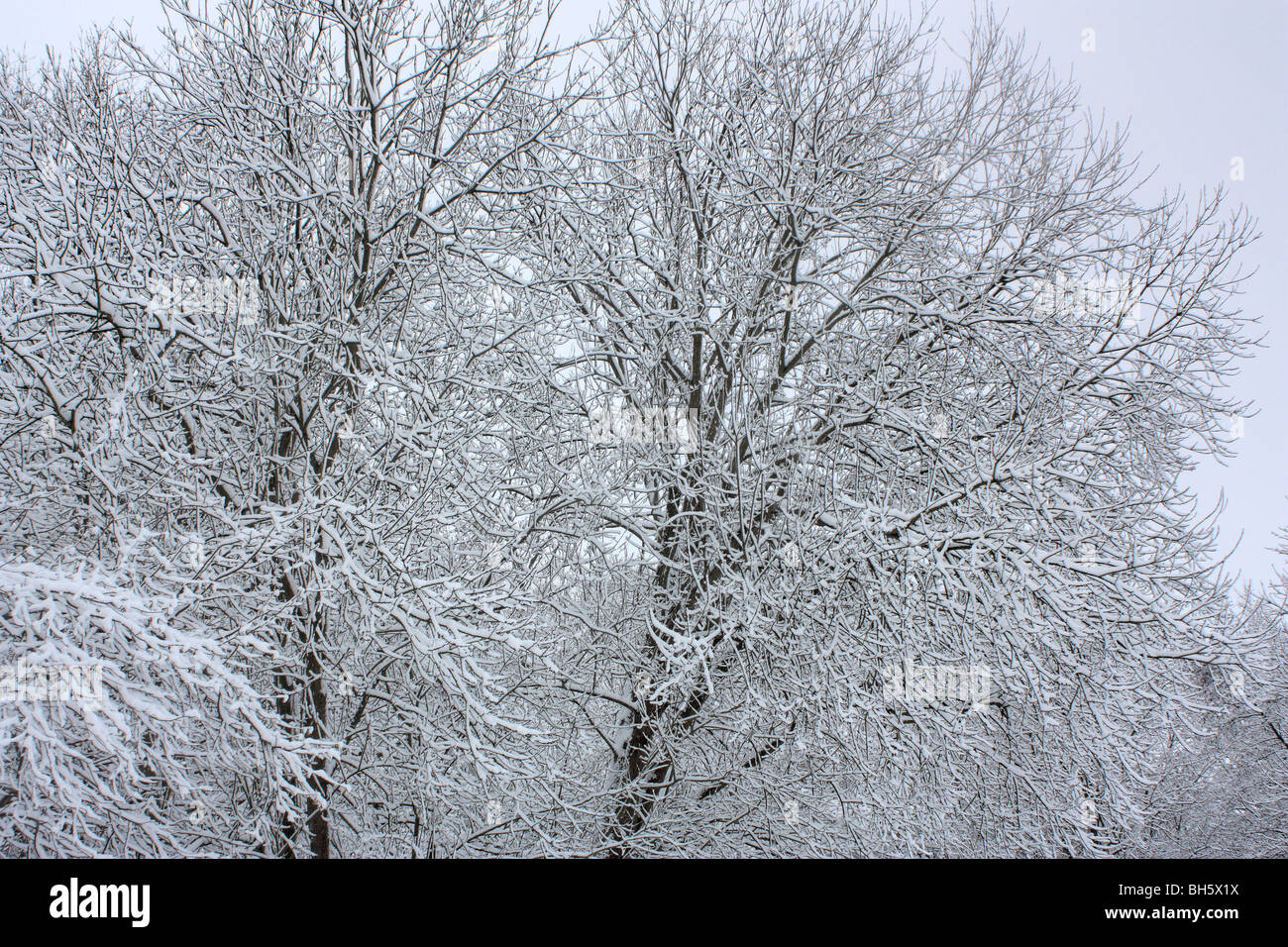 Snow covered trees Stock Photo - Alamy