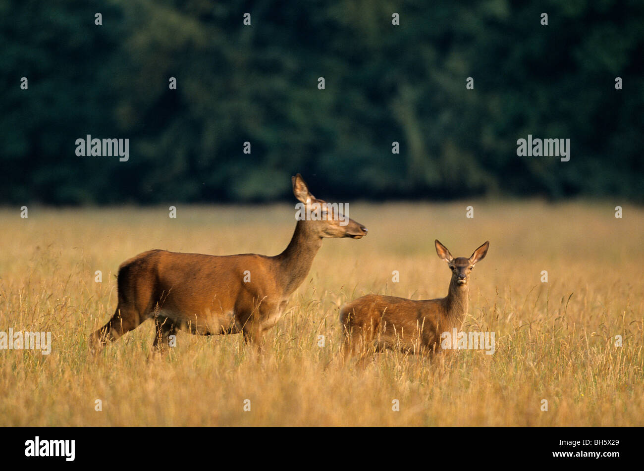 Deer and doe hi-res stock photography and images - Alamy