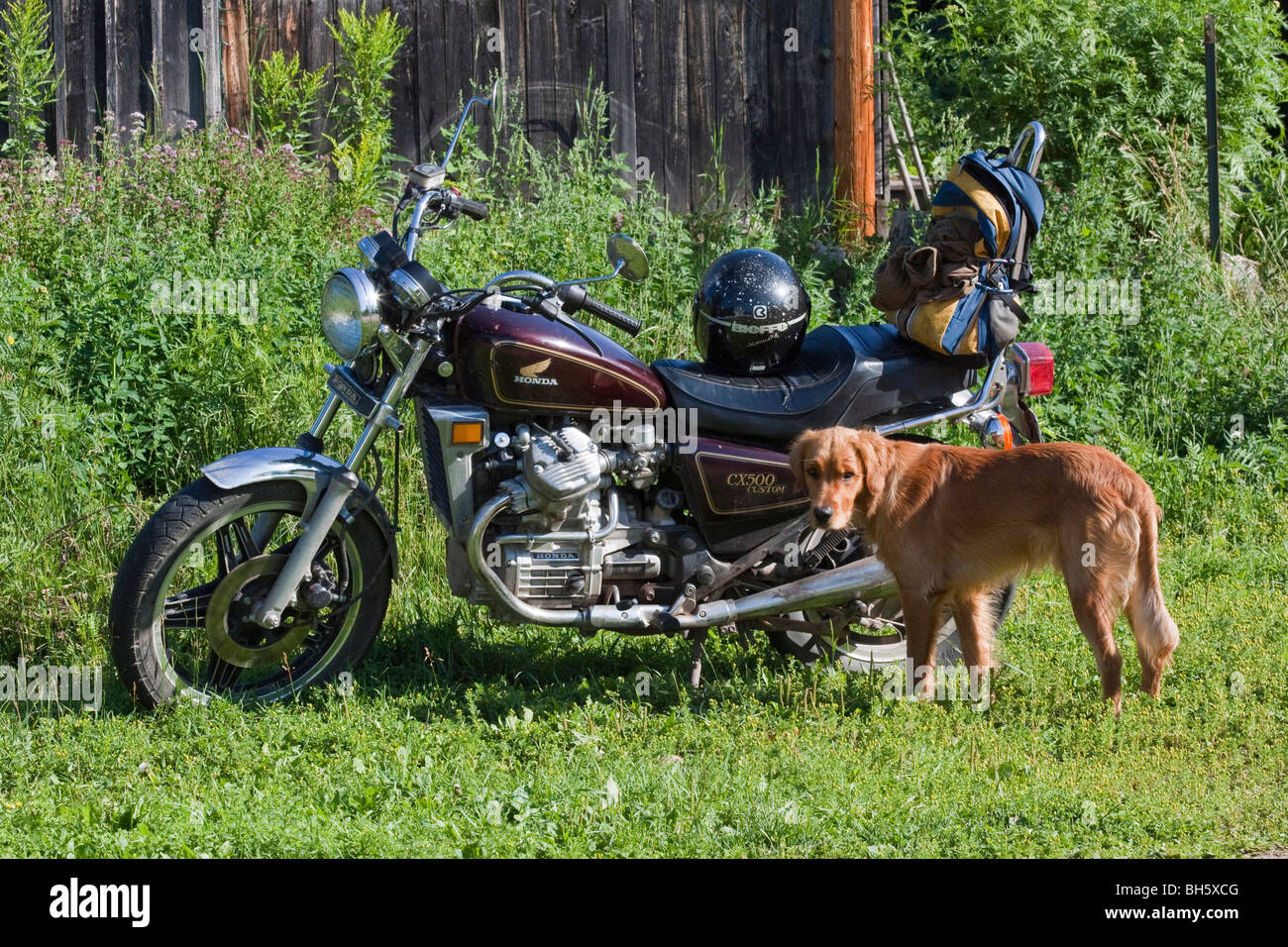 Golden Retriever and motorcycle Honda in USA US image nature nobody ...