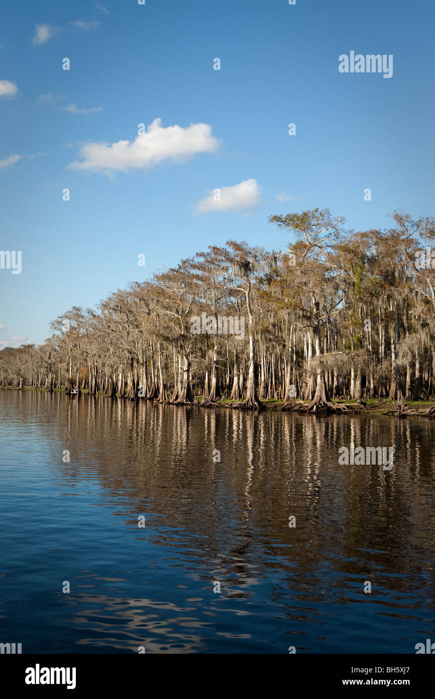 Cypress trees florida hi-res stock photography and images - Alamy