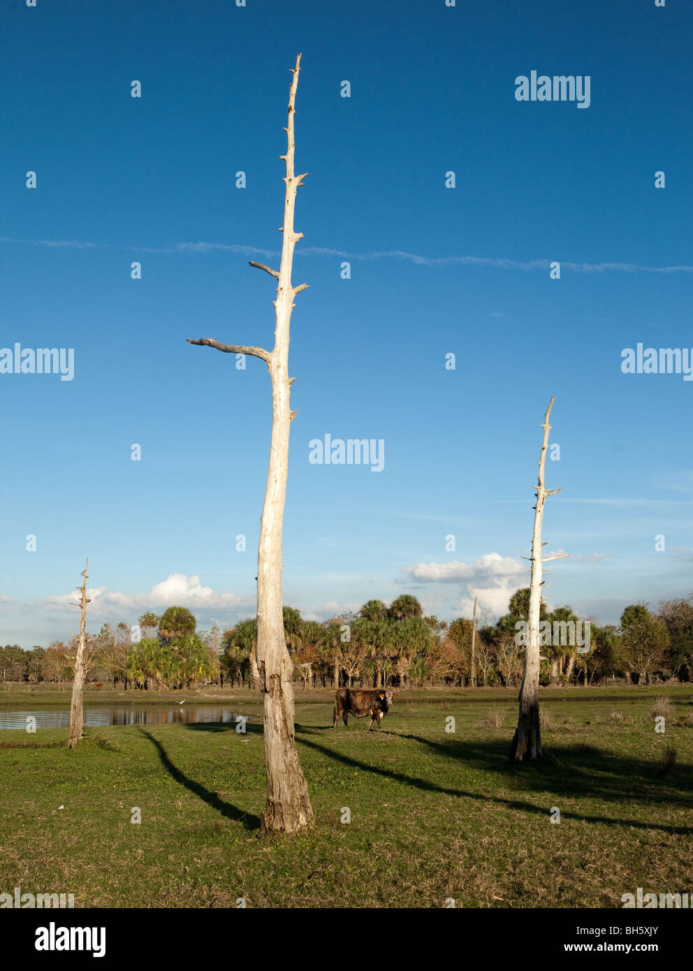 Cypress tree st johns river hi-res stock photography and images - Alamy