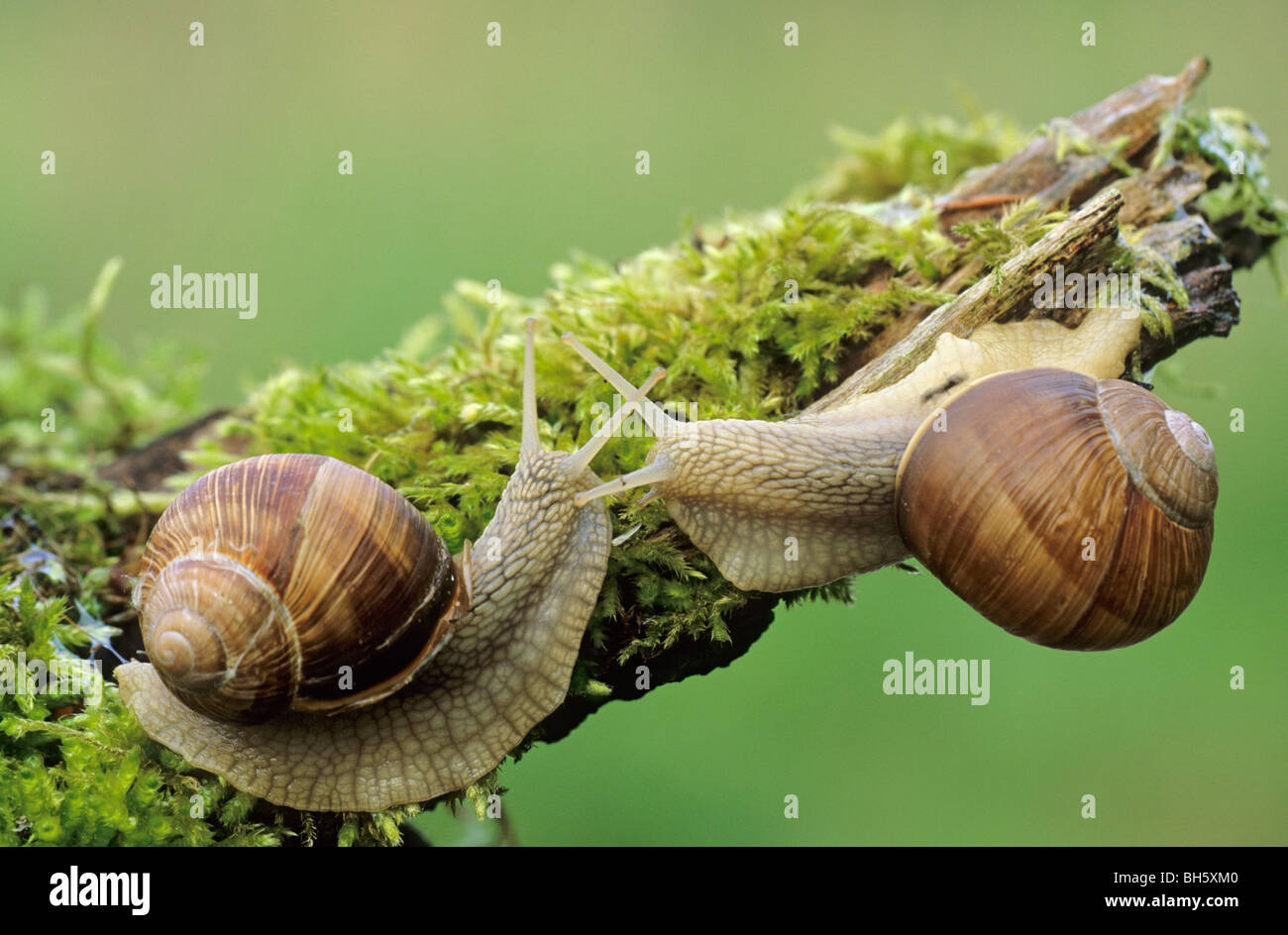 two Edible Snails / Helix pomatia Stock Photo - Alamy
