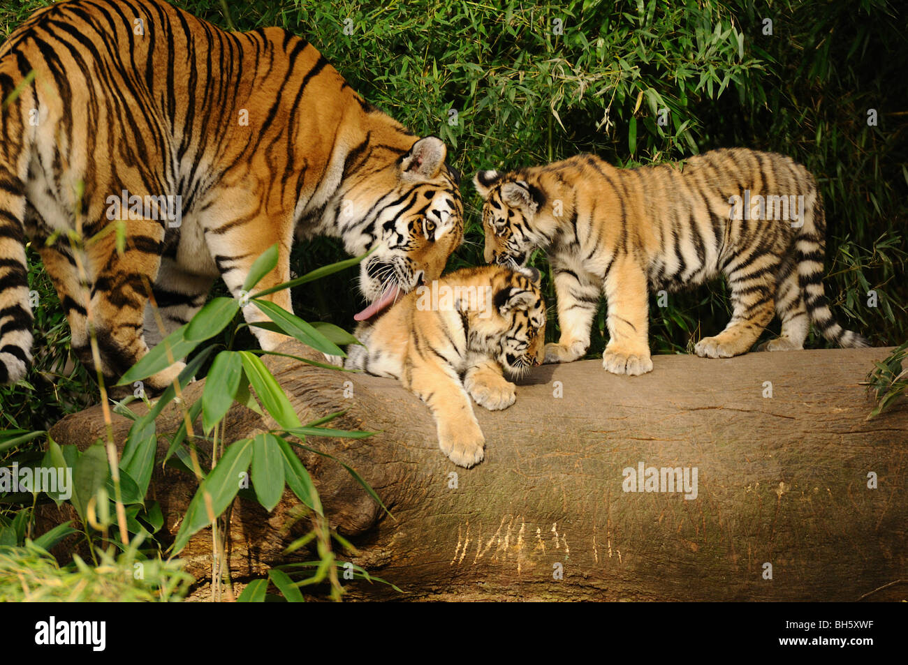 Siberian Tiger with two cubs / Panthera tigris altaica Stock Photo - Alamy