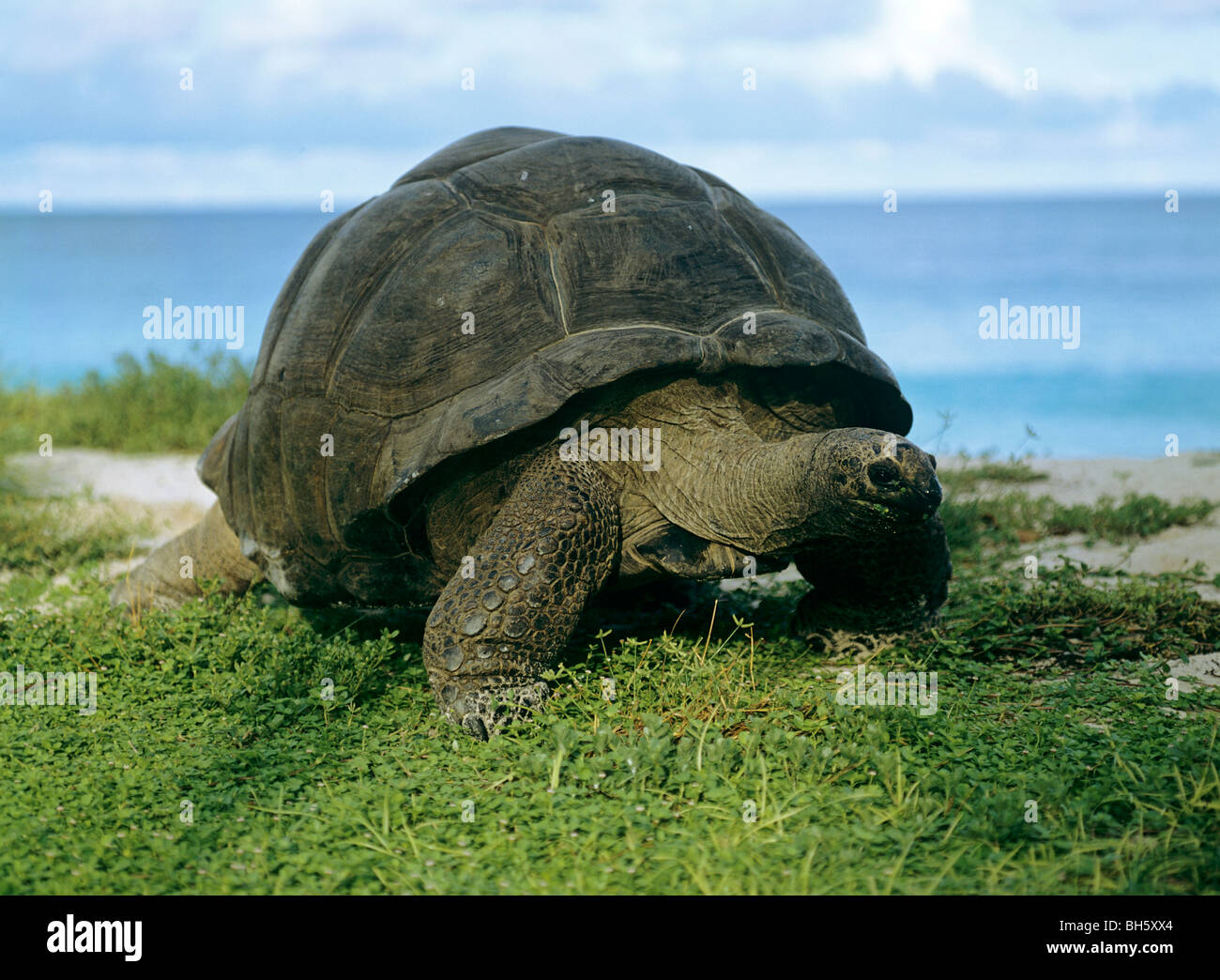 Seychelles giant tortoise at the beach / Aldabrachelys Stock Photo - Alamy