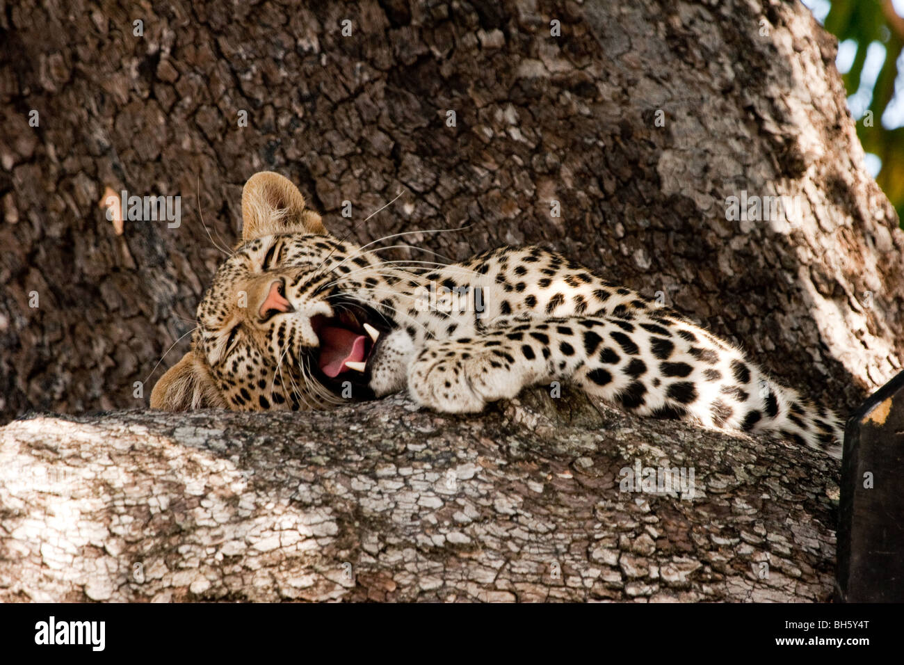 Jaguar in tree Stock Photo - Alamy