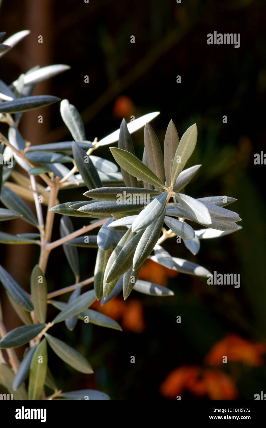 Olive leaves olive tree Stock Photo - Alamy