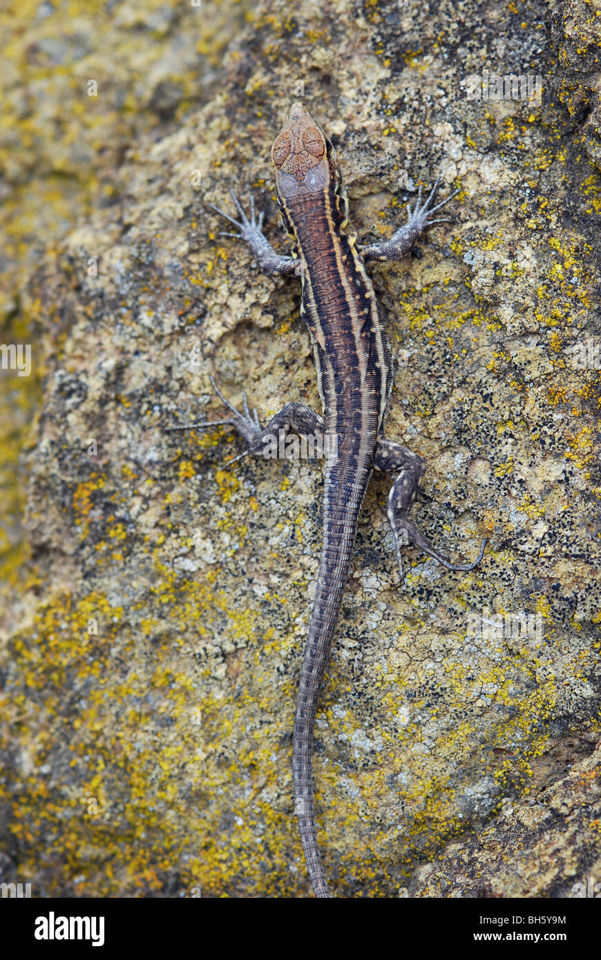 Gallotia galloti is a lacertid (wall lizard) species of the genus ...