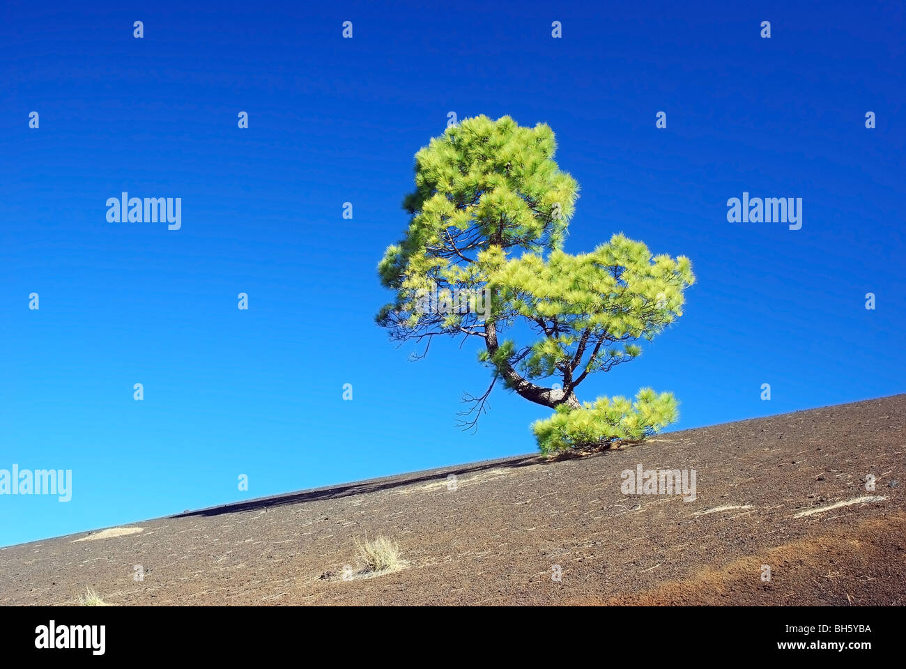 Canary island pine pinus canariensis tree hi-res stock photography and ...