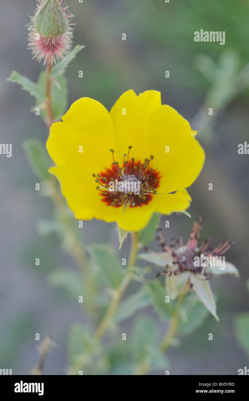 Rose (Rosa persica Stock Photo - Alamy