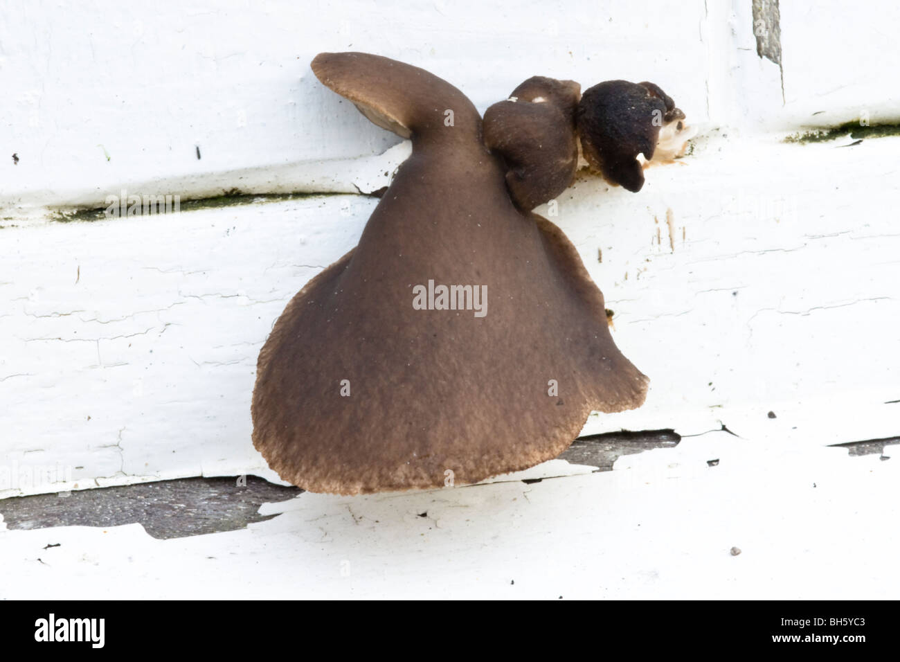 Oyster mushroom growing on a neglected window frame Stock Photo - Alamy