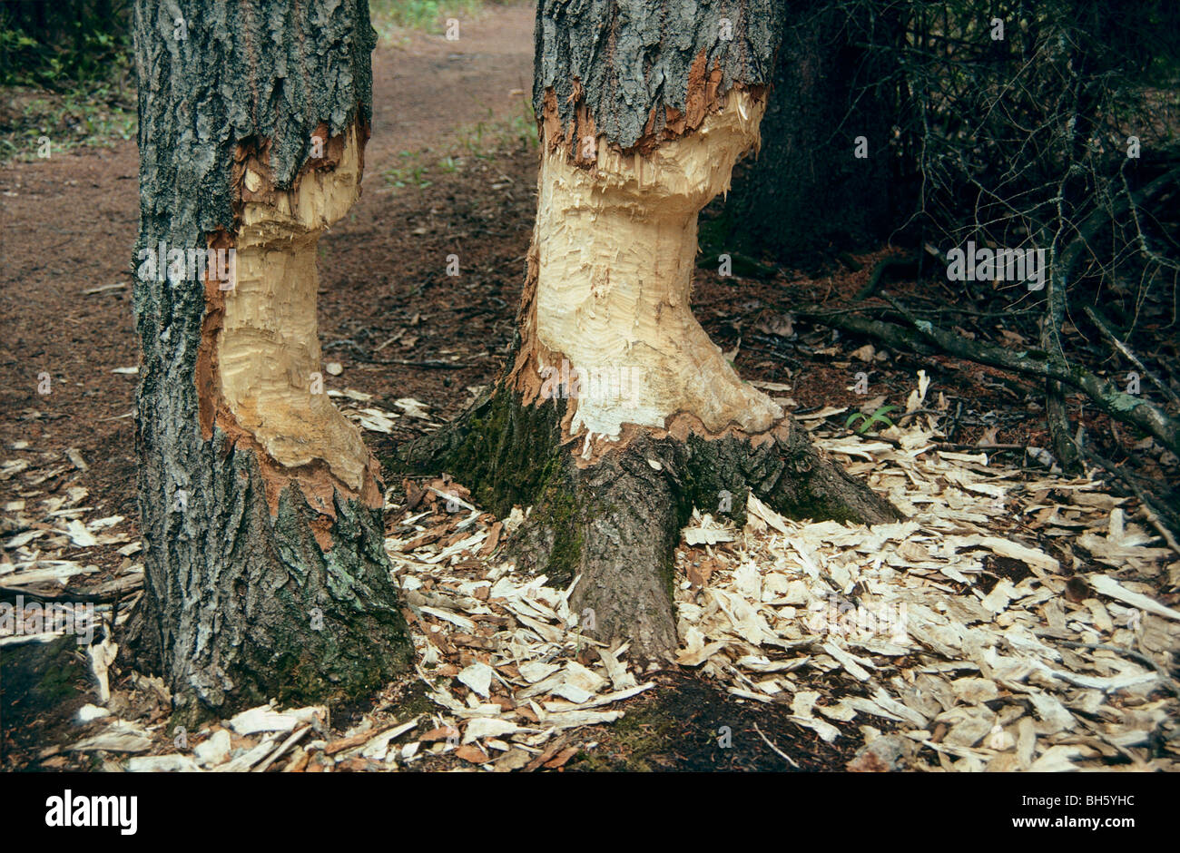 destroyed trees - beaver harm Stock Photo - Alamy