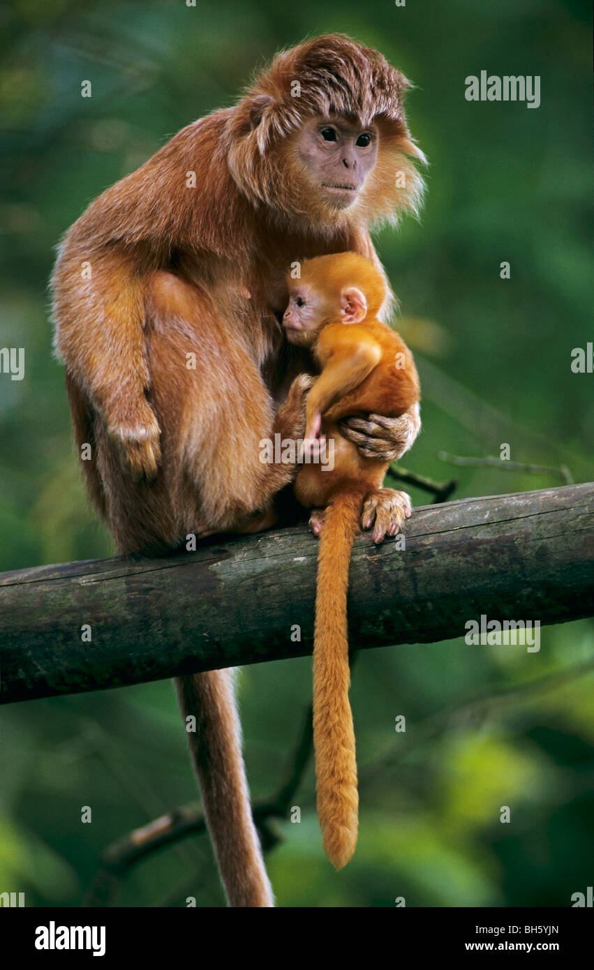 Javan Surili (Trachypithecus comata). Mother with baby on a branch ...