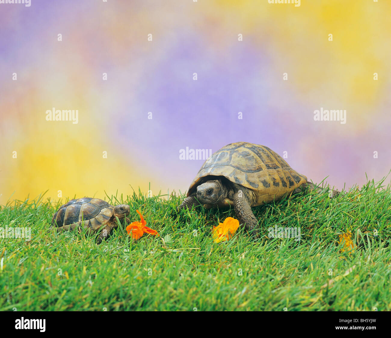 Chelonia testudinidae tortoise hi-res stock photography and images - Alamy
