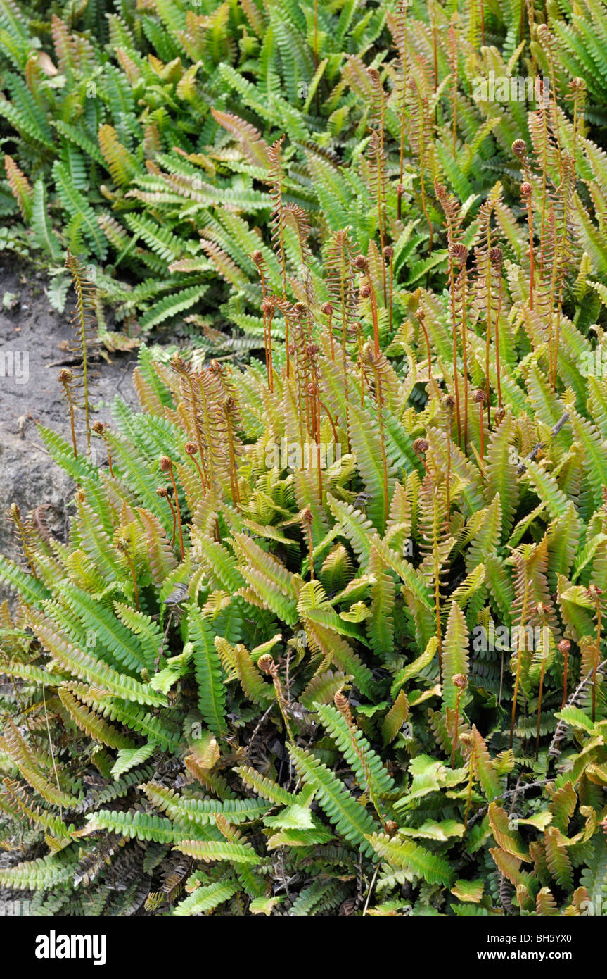 Alpine water fern (Blechnum penna-marina Stock Photo - Alamy