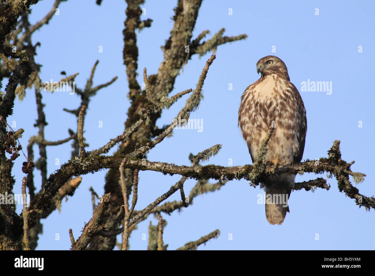 Red tailed hawk perched hi-res stock photography and images - Alamy