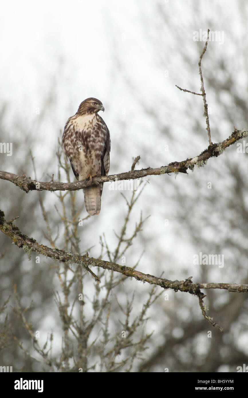 Red tailed hawk perched hi-res stock photography and images - Alamy