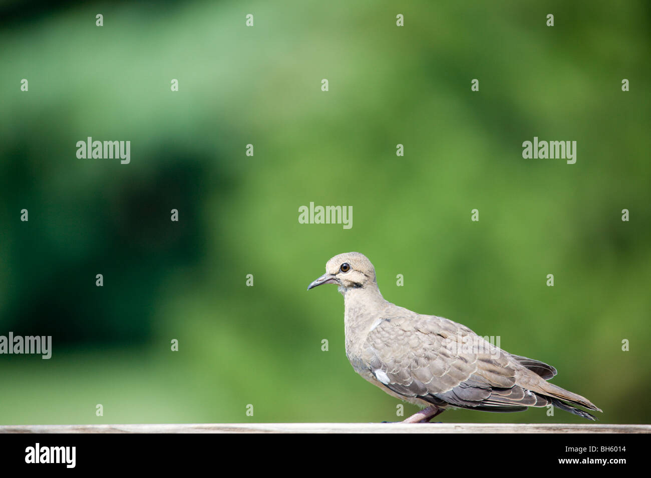 Green dove hi-res stock photography and images - Alamy