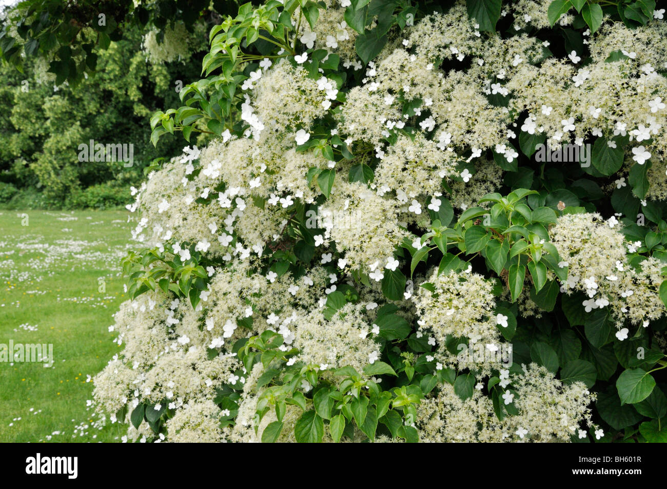 Hydrangea anomala subsp petiolaris hi-res stock photography and images ...