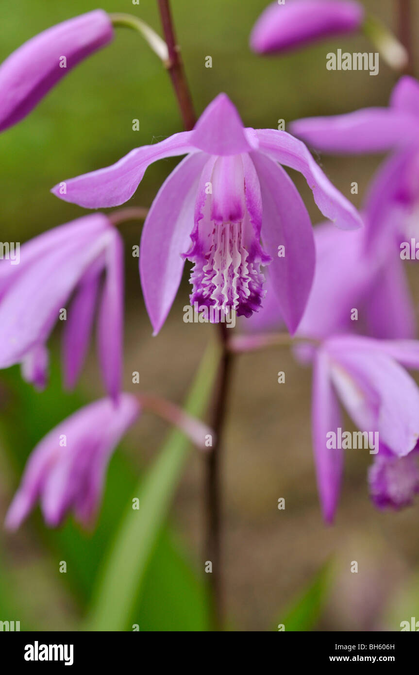 Bletilla hi-res stock photography and images - Alamy
