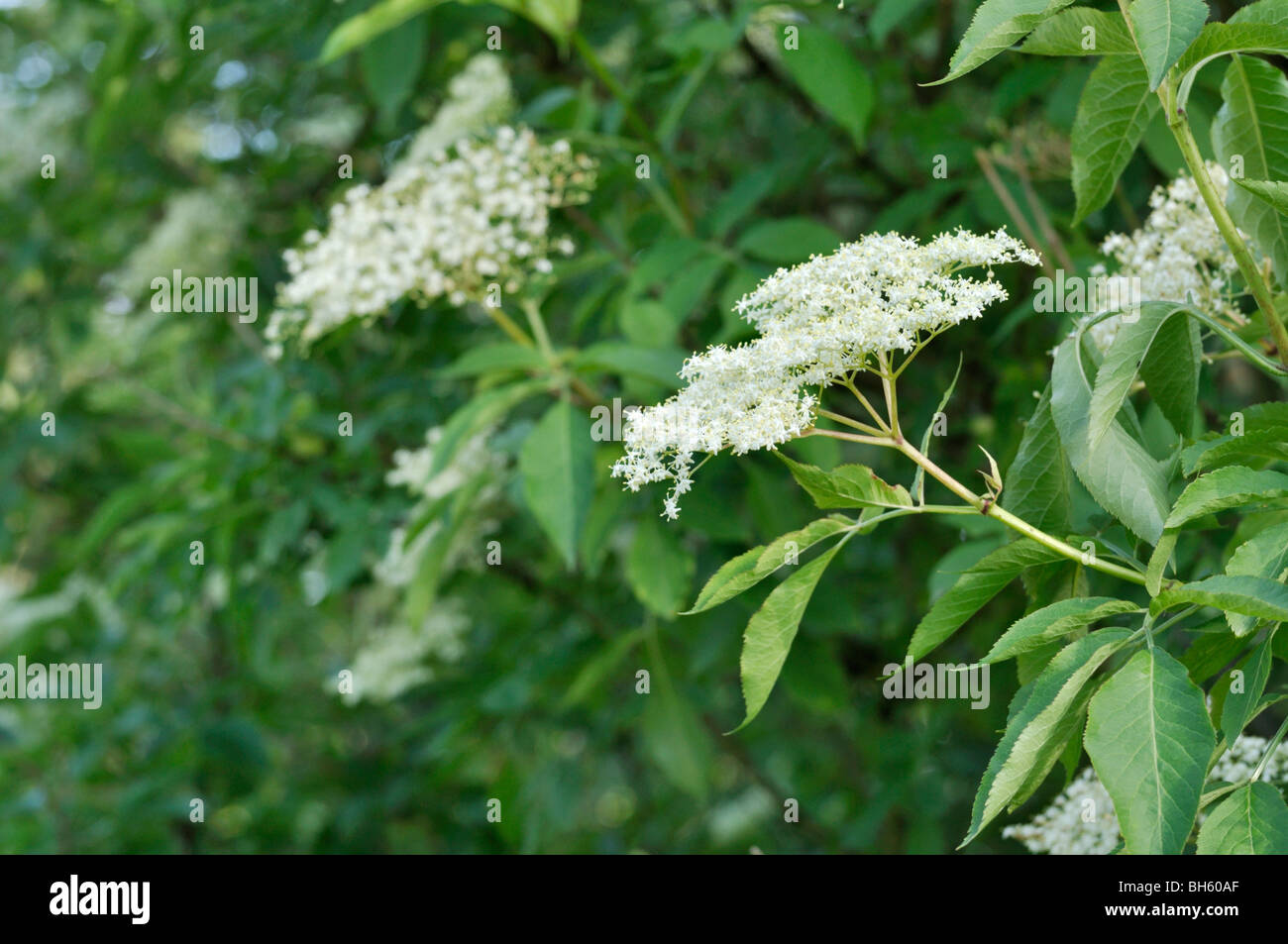 Common elder (Sambucus nigra Stock Photo - Alamy