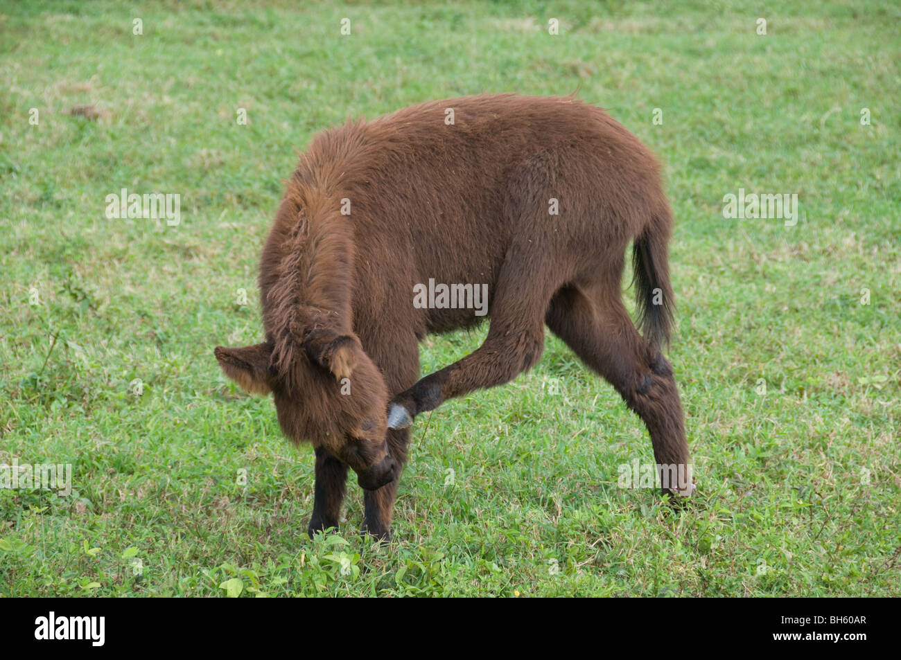 Donkey scratching hi-res stock photography and images - Alamy