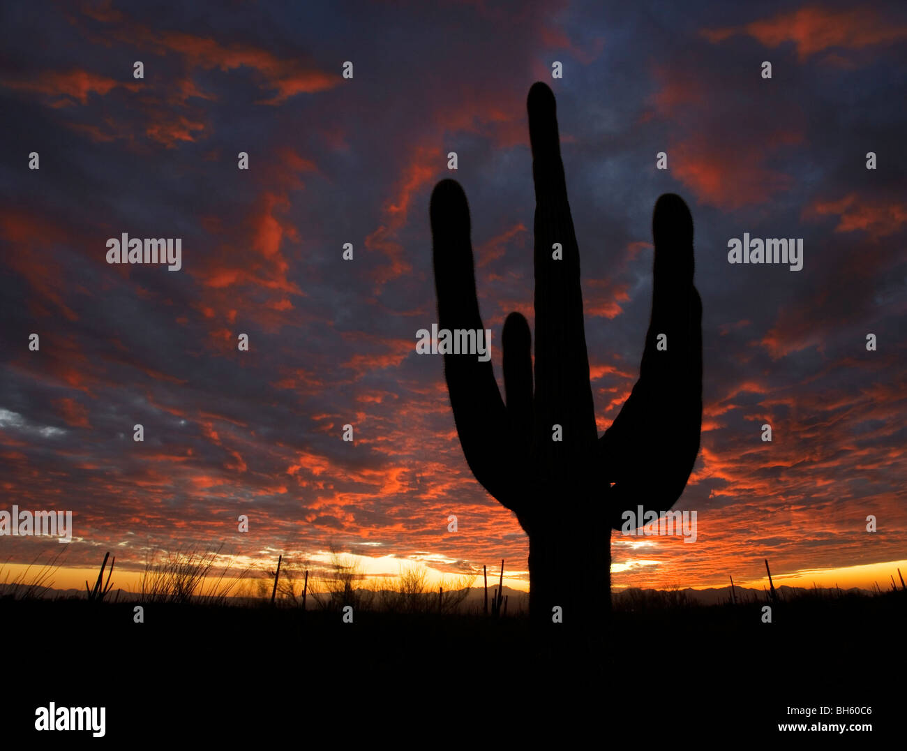 Saguaro Sunset In Arizonas Saguaro West National Park Near The Visitor