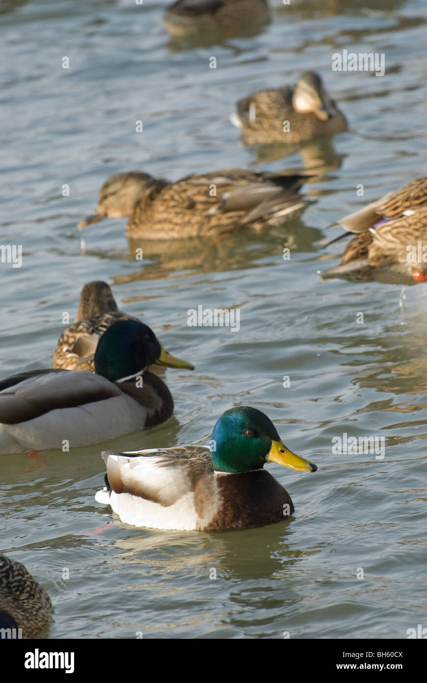 Wild ducks float in a pond Stock Photo - Alamy