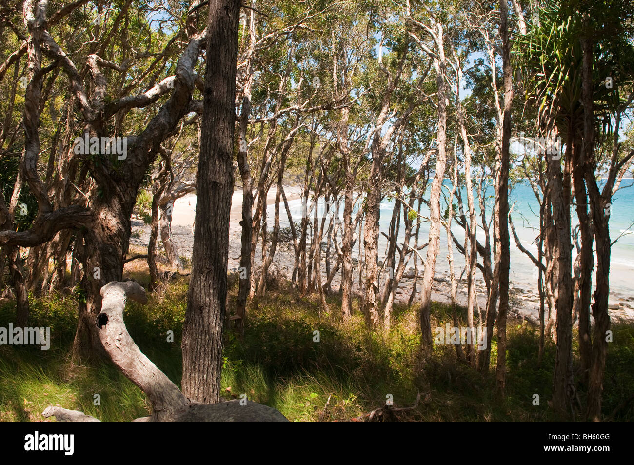 Noosa national park hi-res stock photography and images - Alamy