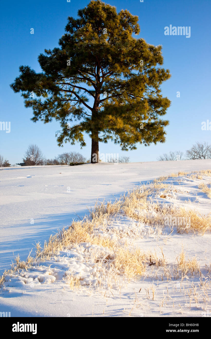 Trees on a snowy hill in Brentwood Tennessee USA Stock Photo - Alamy