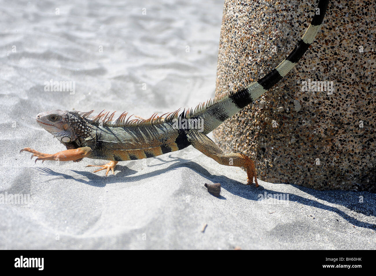 Iguana running along sandy beach in Santa Marta, Colombia,South America ...