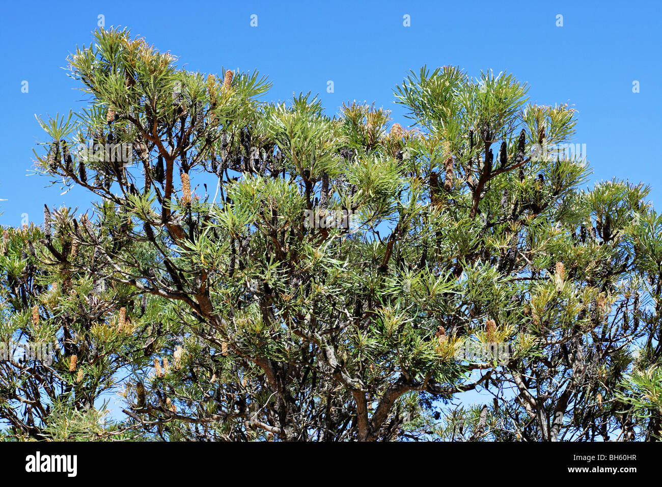 Banksia plant in Western Australia Stock Photo - Alamy