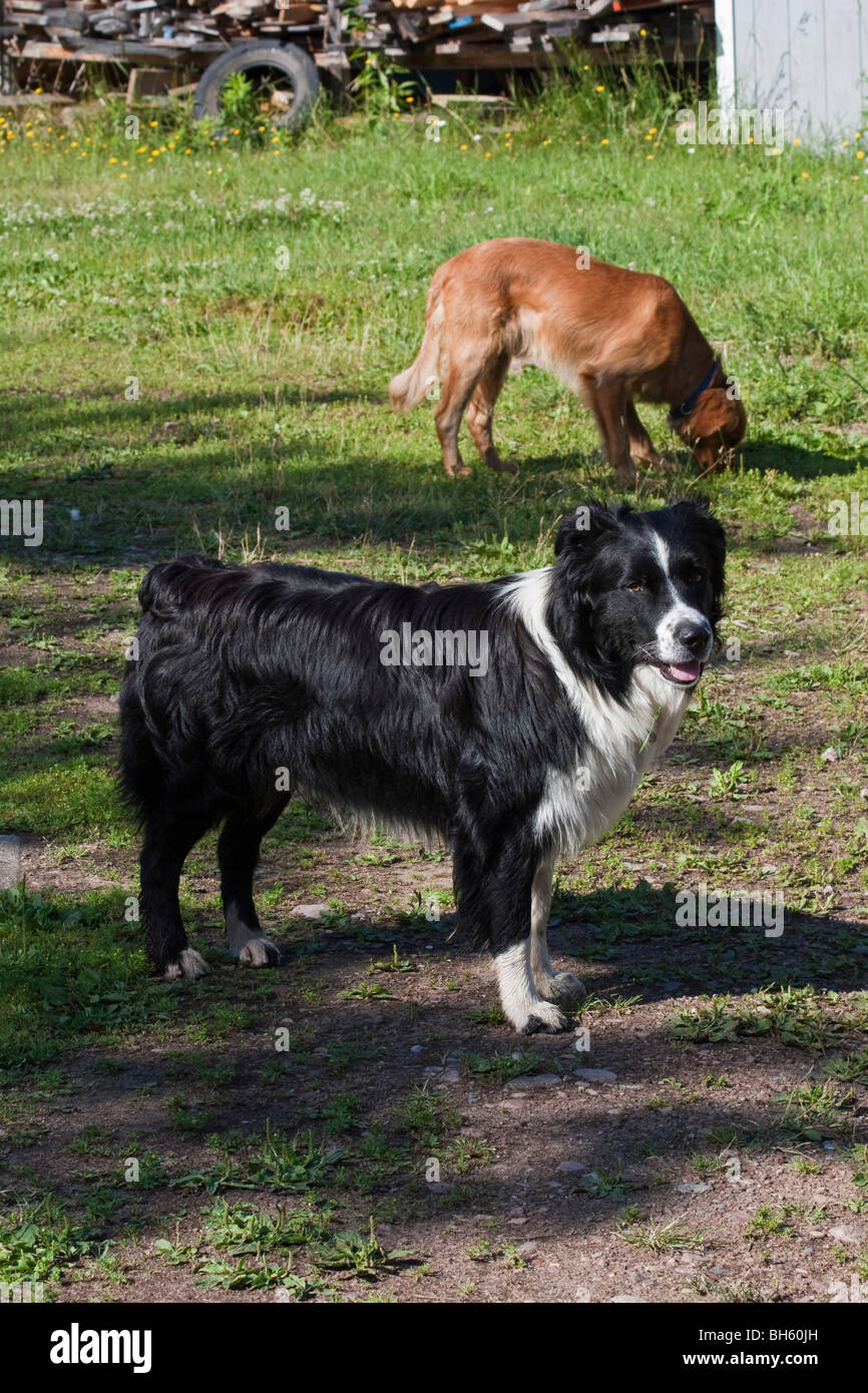 Two dogs from the side hi-res stock photography and images - Alamy
