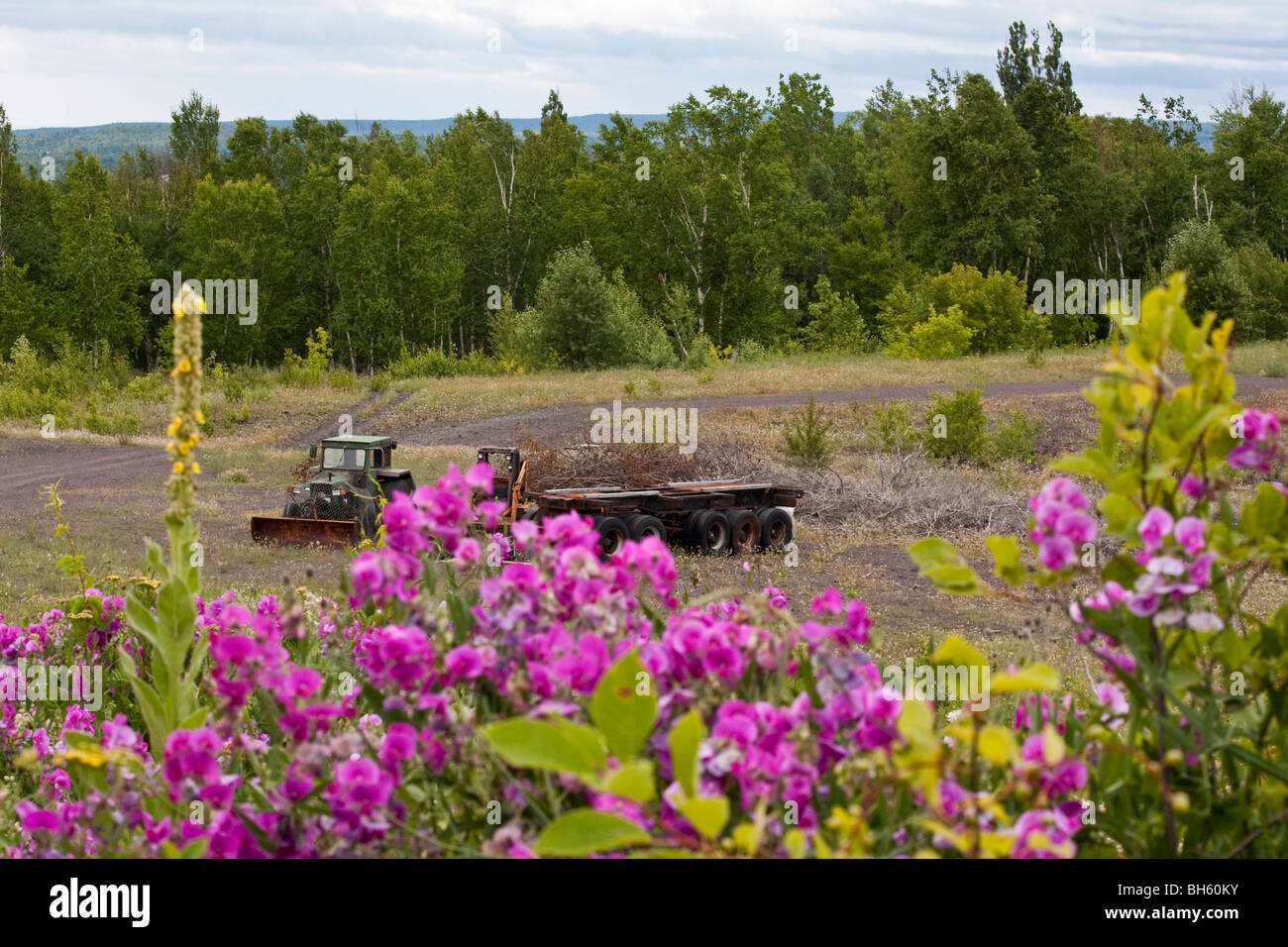 Lathyrus odoratus purple Sweet Peas Sweetpea wild flowers in full bloom ...