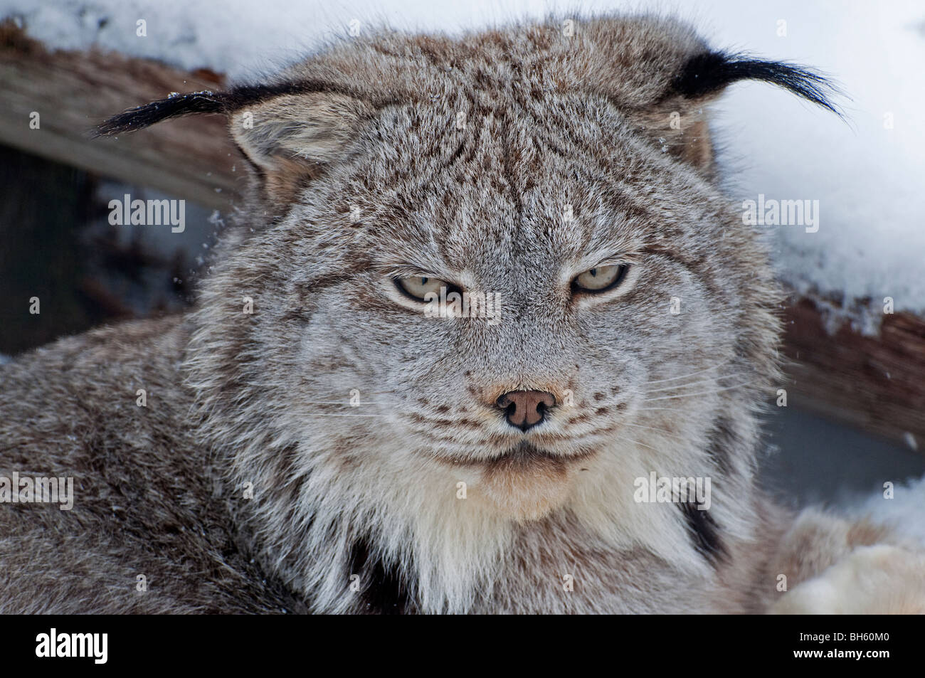 Lynx in winter hi-res stock photography and images - Alamy