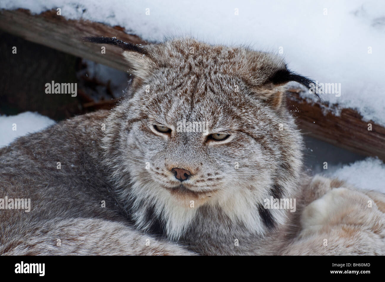 Canada lynx snow winter hi-res stock photography and images - Alamy