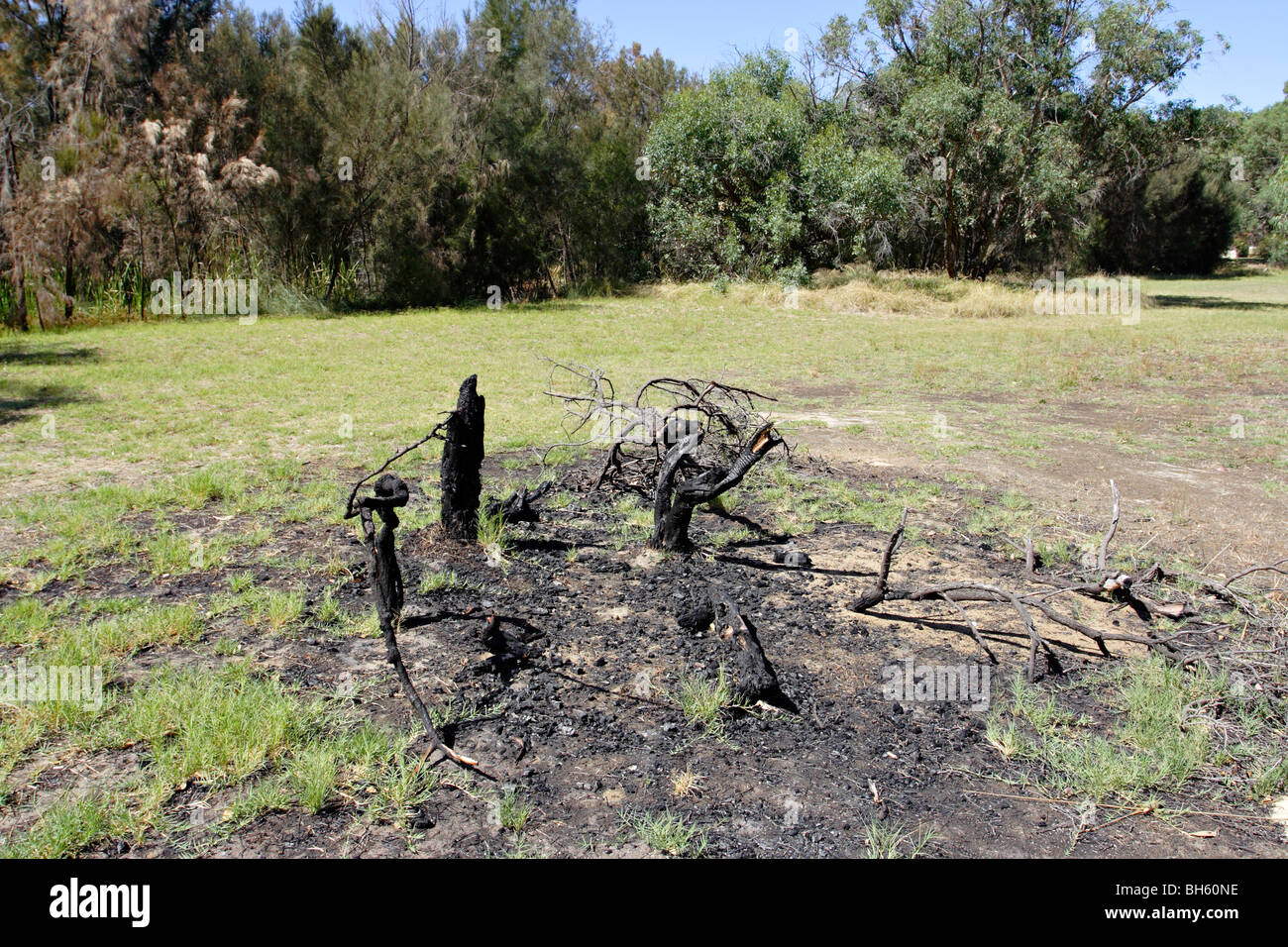 Remain of a burnt tree from bush fire at Canning River Regional Park ...